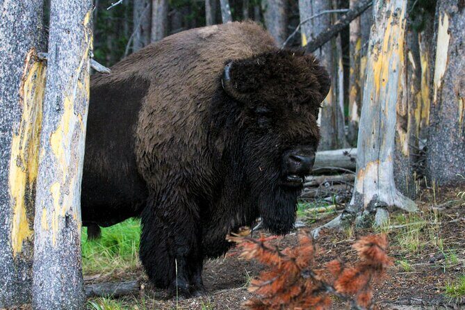 Family Friendly Private Tour at Yellowstone National Park w/Lunch - First Impressions: What’s Inside the Tour Itinerary