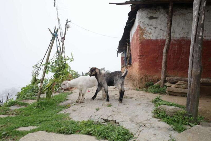 Family-Friendly Trekking: 3 Days Dhampus and Australian Camp - FAQs