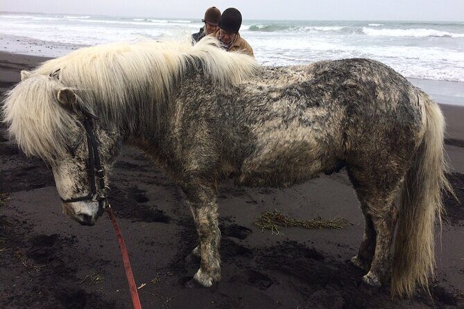 Family Horse Riding Tour in Thorlakshofn - FAQ