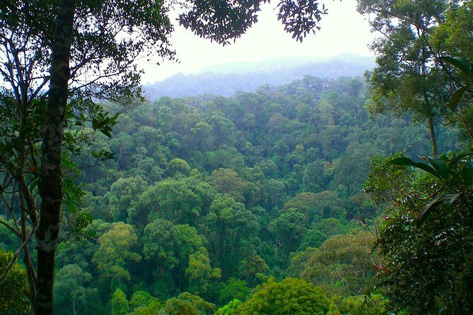 FAMILY JUNGLE TOUR: Orangutan Trek (4-hours hike) by EcoTravel Bukit Lawang - The Sum Up