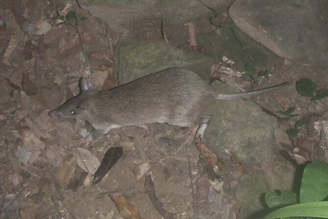 Family Night Walking Tour at Tropical Rainforest in Daintree - Final Thoughts: Who Should Consider This Night Walk?