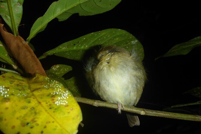 Family Night Walking Tour at Tropical Rainforest in Daintree - FAQ