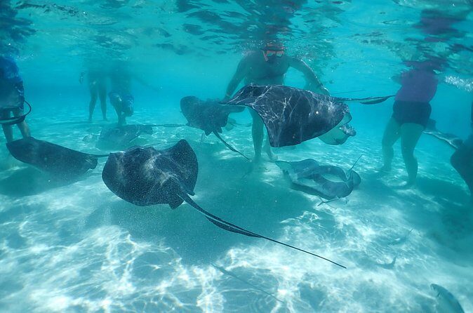 (Family owned) Stingray city sandbar, Starfish Beach & Snorkeling - Final Thoughts: Who Is This Tour For?