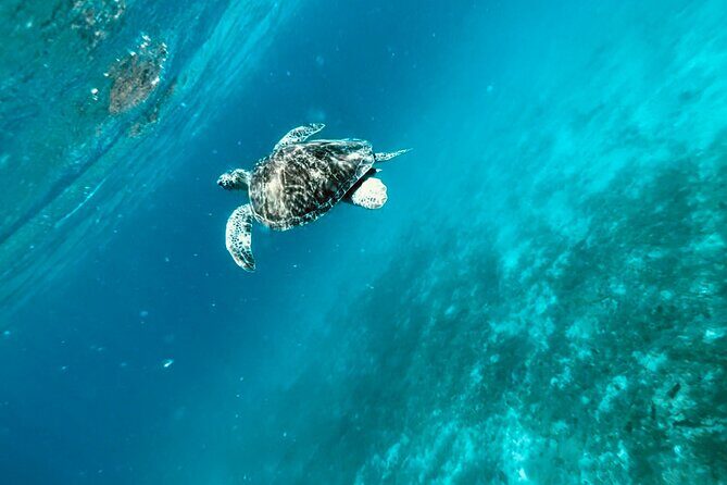 Family Snorkel Safari. Private boat! - FAQ