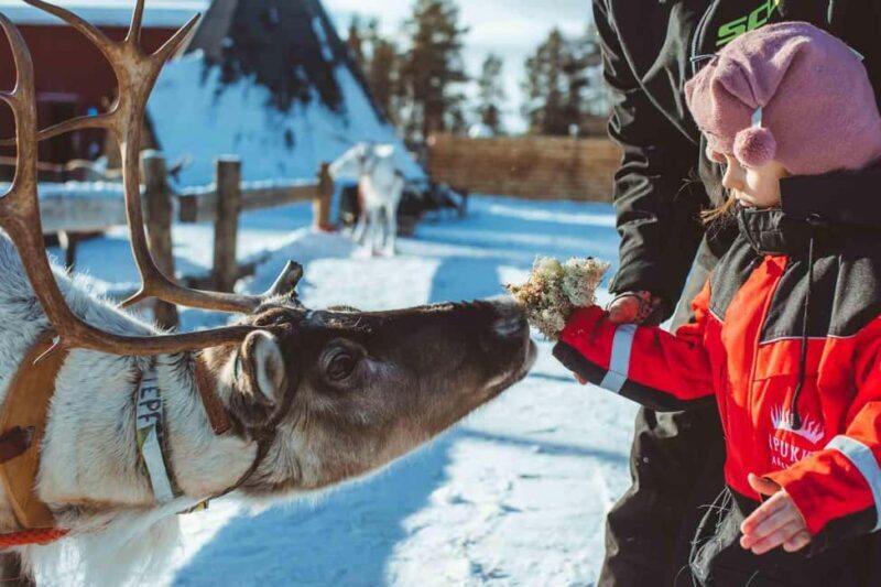 Family Snow Fun with Huskies, Reindeer, Mini Scooters, Lunch - Final Thoughts