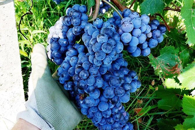 Family tasting - A little tasting - An In-Depth Look at the Vineyard Experience