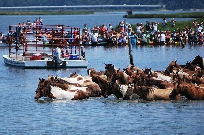 Famous Chincoteague Island Pony Swim Boat and Jet Ski Rentals - FAQ