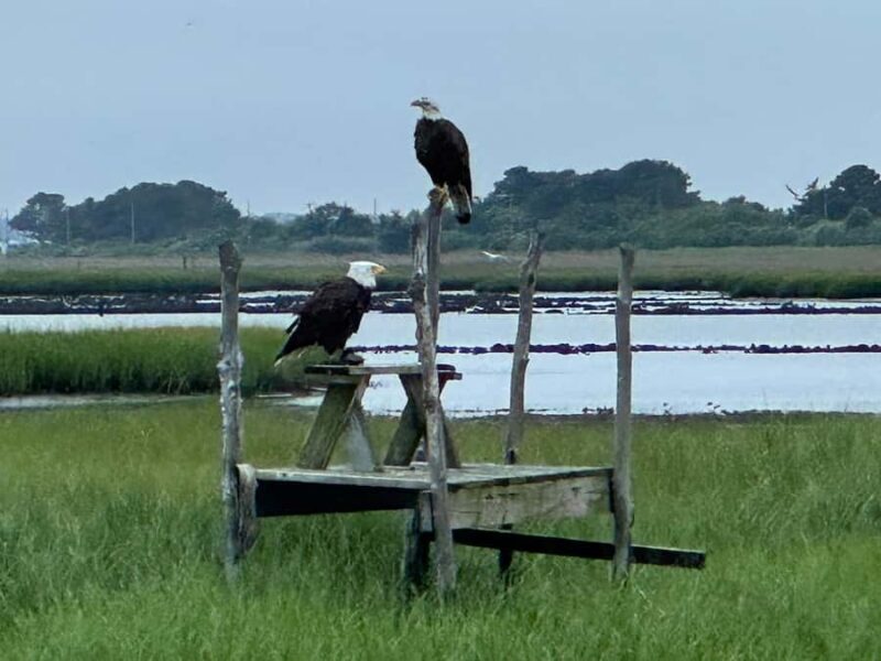Famous Chincoteague Pony Cruise with Expert Narration - Key Points