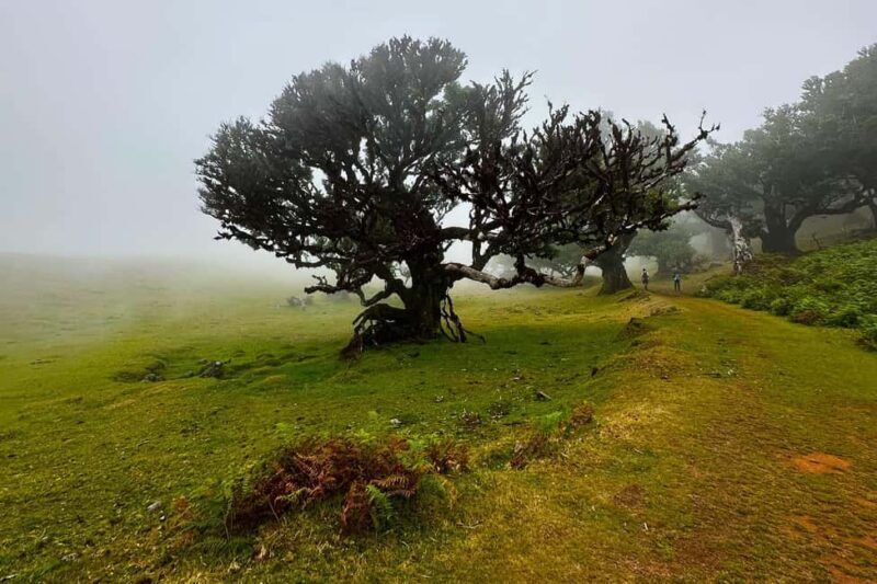Fanal / Assobiadores - Levada Walk - Discover the Magic of the Fanal / Assobiadores Levada Walk