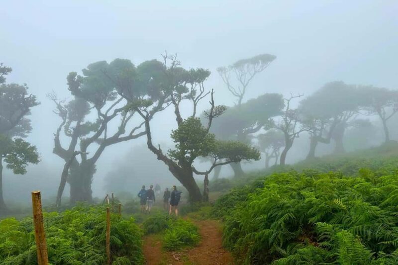 Fanal / Assobiadores - Levada Walk - Who Will Love This Tour?