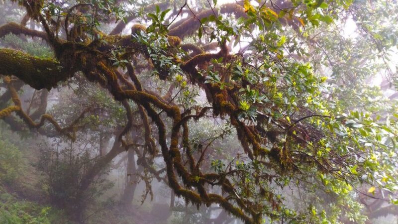 Fanal / Assobiadores - Levada Walk - The Sum Up