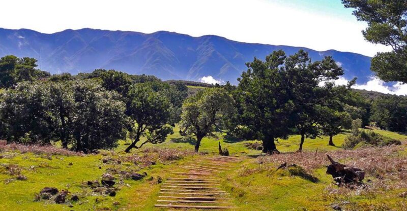 Fanal / Assobiadores - Levada Walk - A Complete Guide to the Fanal / Assobiadores - Levada Walk