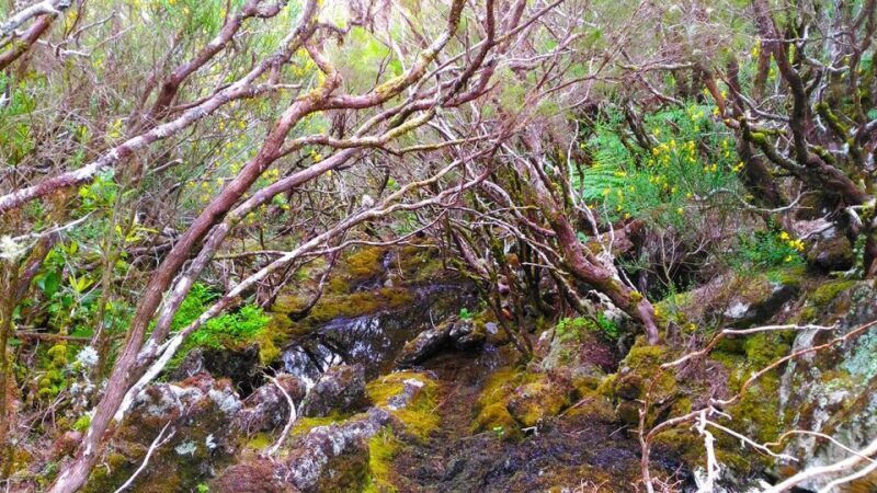 Fanal / Assobiadores - Levada Walk - Key Points