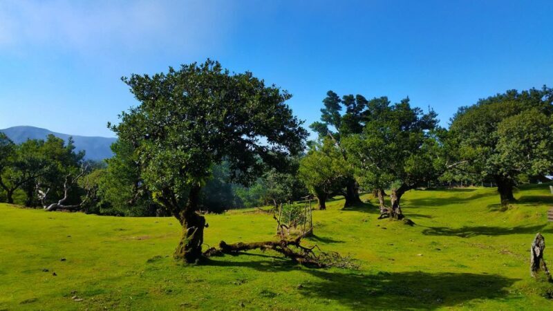 Fanal / Assobiadores - Levada Walk - The Value and Practicalities of the Tour
