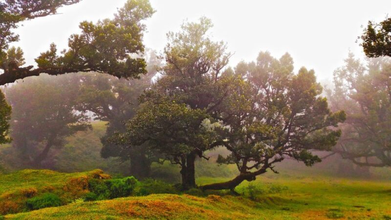 Fanal / Assobiadores - Levada Walk - Authentic Encounters and Reviews