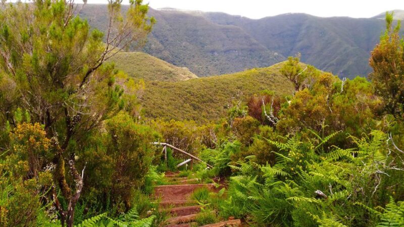 Fanal / Assobiadores - Levada Walk - The Sum Up: Who Will Love This Tour?