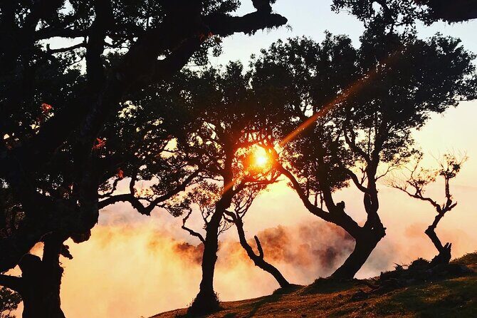 Fanal Forest Private Sunset Hike - Who Will Love This Tour?