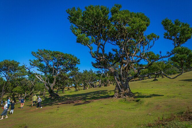 Fanal & Porto Moniz - West Madeira Tour - The Sum Up