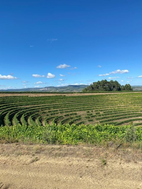Fancy Douro from Porto - private walk + lunch + wines - Key Points