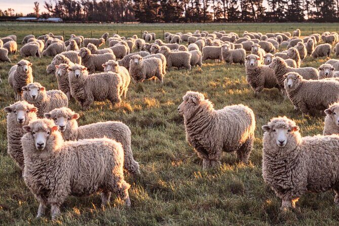 Farm and Wine Experience Half Day in Queenstown, Central Otago. - Key Points