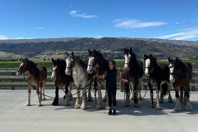 Farm and Wine Experience Half Day in Queenstown, Central Otago. - Is It Worth the Price?
