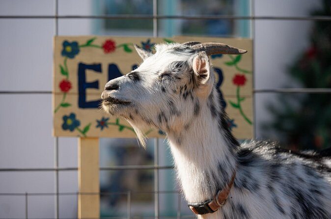 Farm Day Pass General Admission - Practical Tips