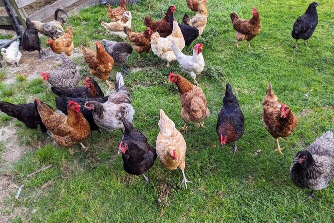 Farm Experience with Ponies, Bunnies, Chickens and Goats - Who Will Love This Tour?
