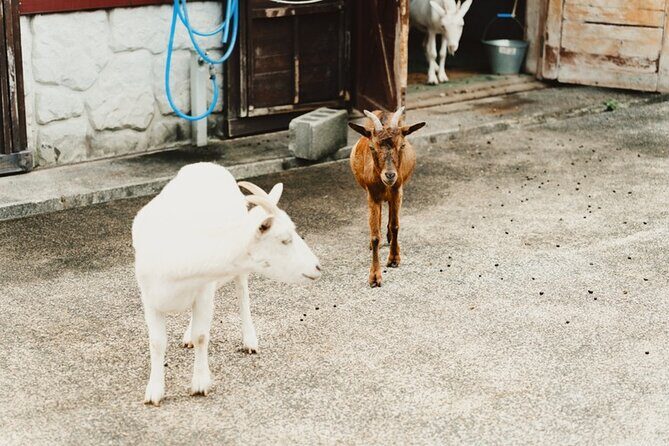 Farm Park Food Education Experience with Tajima Beef - The Sum Up: The Value of Genuine Connection and Food