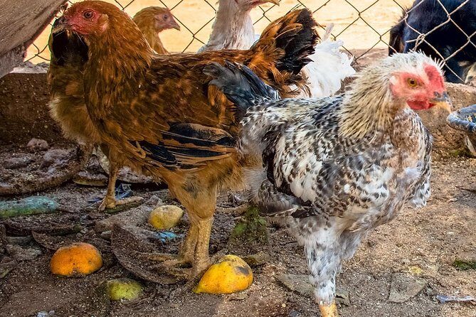 Farm-to-Table Cooking Class in an Organic Farm, Laconia, Greece! - Final Thoughts
