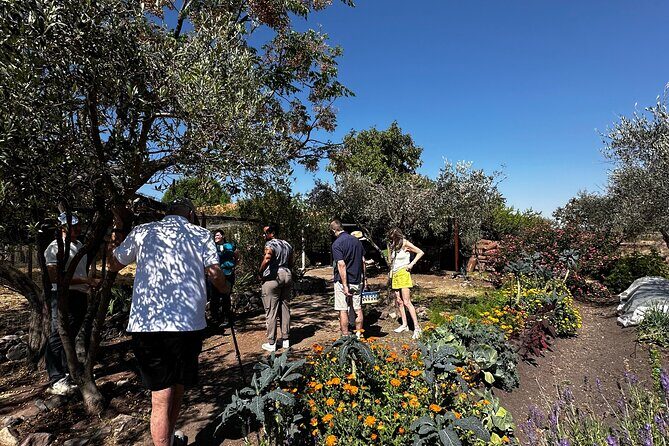 Farm to Table Cooking Experience in San Miguel - Introduction