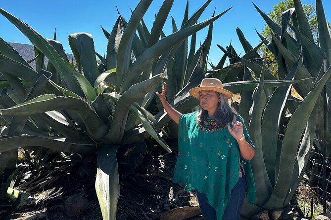 Farm to Table Cooking Experience in San Miguel - The Experience Begins: A Walk Through the Organic Garden