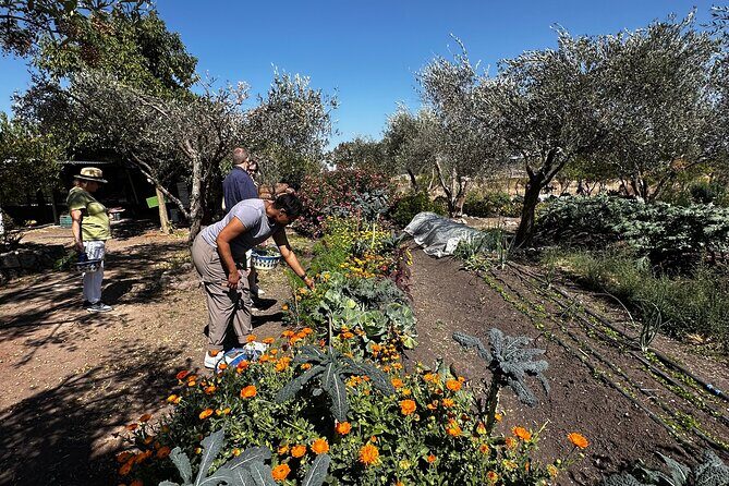 Farm to Table Cooking Experience in San Miguel - Who Should Book This Experience?