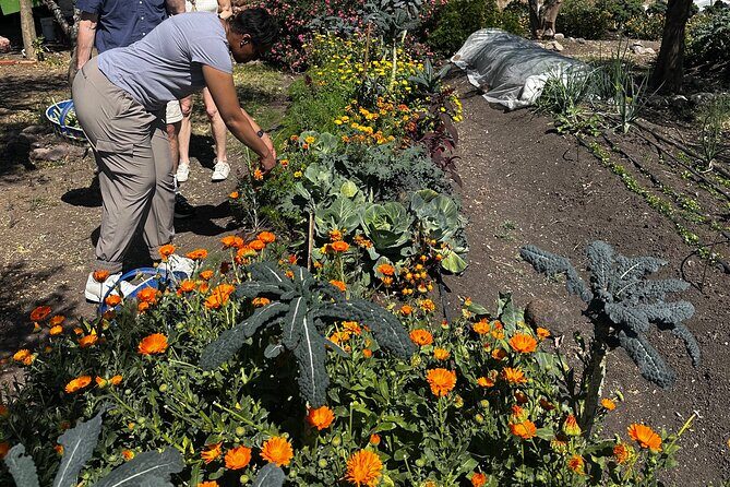 Farm to Table Cooking Experience in San Miguel - The Sum Up