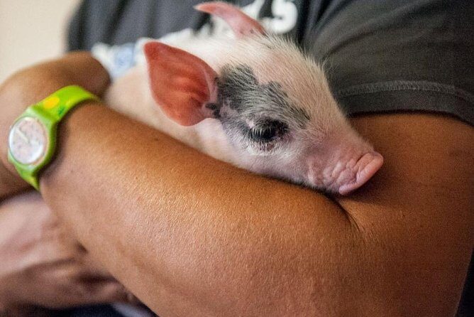 Farm Tour: the Cinta Senese Tuscan pig - What Is the Cinta Senese Farm Tour?