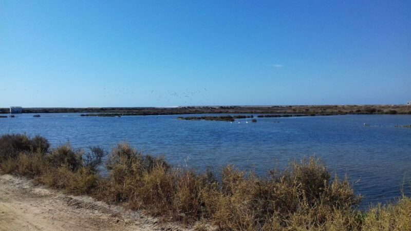 Faro Bike Tour through the Beautiful Ria Formosa - Introduction: The Charm of an Eco-Friendly Ride