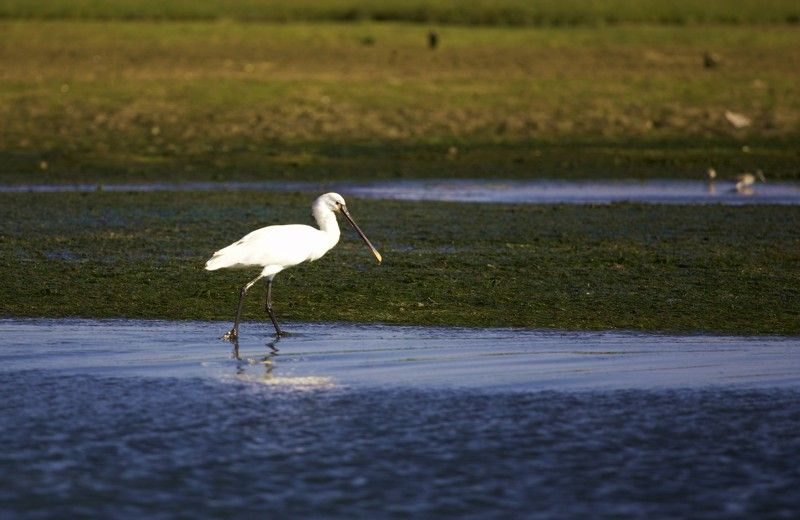Faro Bike Tour through the Beautiful Ria Formosa - The Sum Up: Who Will Love This Tour?