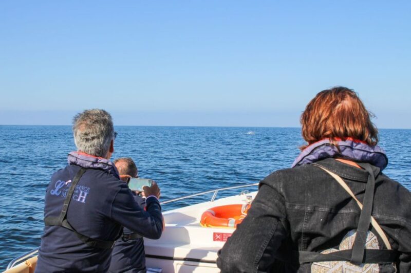 Faro: Dolphin and Marine Life Watching Boat Tour - Key Points