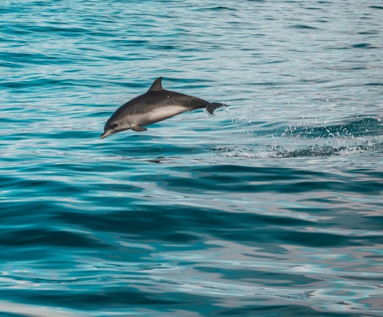Faro: Dolphin and Marine Life Watching Boat Tour - What Makes the Faro Marine Life Tour Special