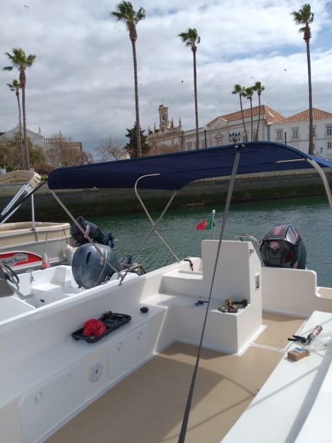 Faro: Dolphin and Marine Life Watching Boat Tour - What Travelers Are Saying