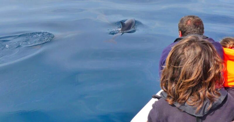 Faro: Dolphin and Wildlife Watching in the Atlantic Ocean - Setting the Scene: What’s Included and How It Works