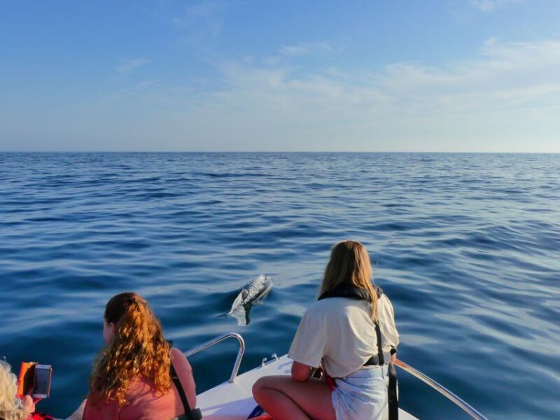 Faro: Dolphin and Wildlife Watching in the Atlantic Ocean - The Experience Itself: Style, Duration, and Atmosphere