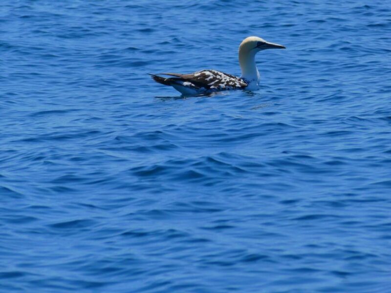 Faro: Dolphin and Wildlife Watching in the Atlantic Ocean - Pricing and Value: Does It Match the Experience?