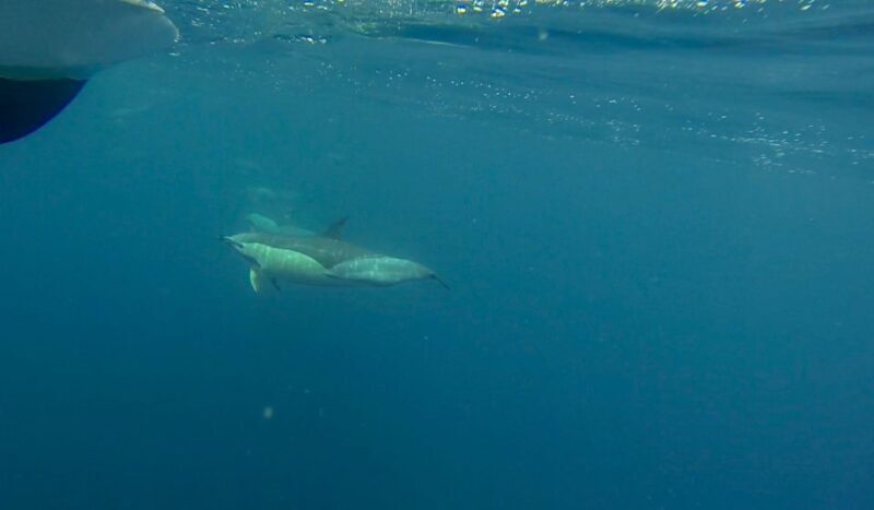 Faro: Dolphin and Wildlife Watching in the Atlantic Ocean - Who Will Love This Tour?