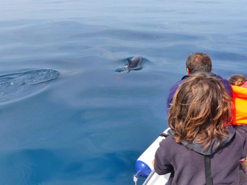 Faro: Dolphin and Wildlife Watching in the Atlantic Ocean - Final Thoughts: A Worthwhile Marine Adventure