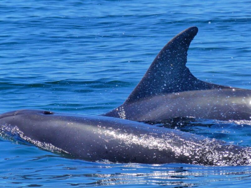 Faro: Dolphin and Wildlife Watching in the Atlantic Ocean - FAQ
