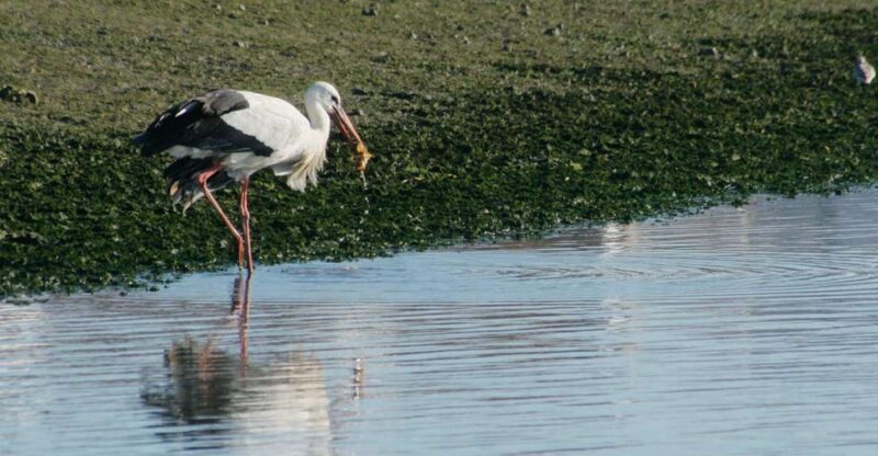 Faro: Eco-Friendly Ria Formosa Bird Watching in Solar Boat - An Authentic Look at Faro’s Ria Formosa Bird Watching Tour