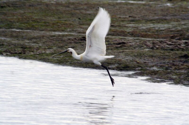 Faro: Eco-Friendly Ria Formosa Bird Watching in Solar Boat - Final Thoughts: Is This Tour for You?