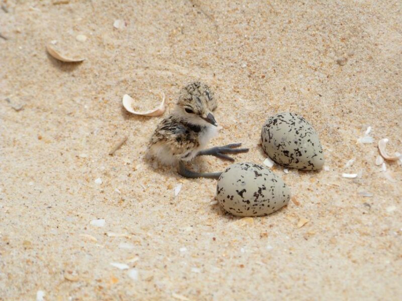 Faro: Eco-Friendly Ria Formosa Bird Watching in Solar Boat - FAQ