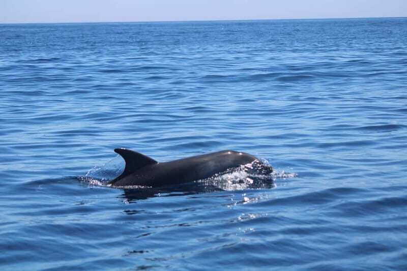 Faro: Funtastic Dolphin Watching Boat Tour - Starting Point and Logistics