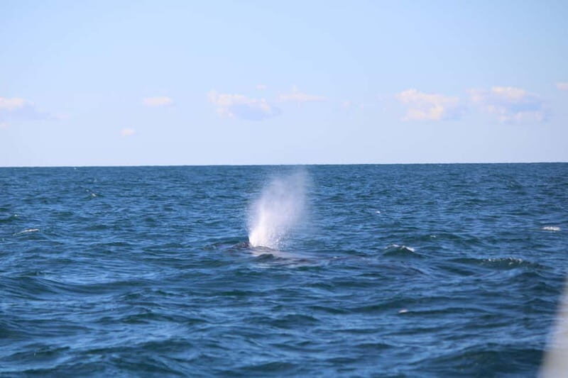 Faro: Funtastic Dolphin Watching Boat Tour - Out into the Atlantic: Marine Life Encounters